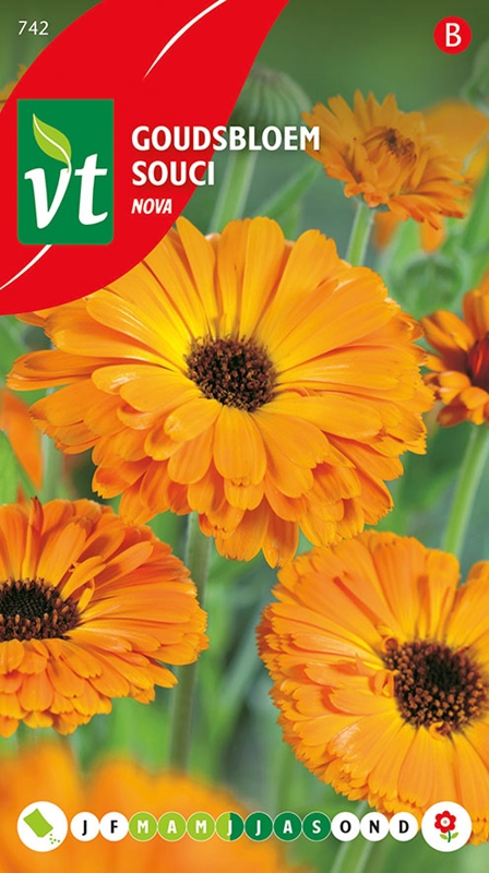 catalogus detail - Goudsbloem - Calendula Nova