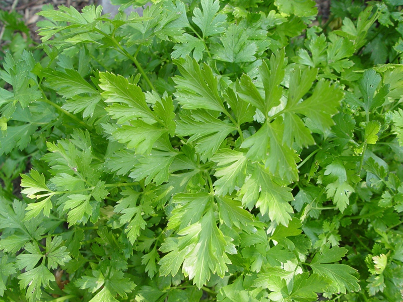 catalogus detail - Selder - Groene