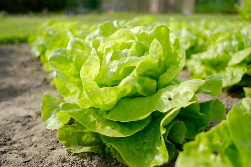 catalogus detail - Sla - Appia