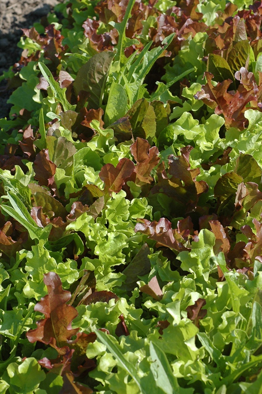 catalogus detail - Sla - Maxi mix