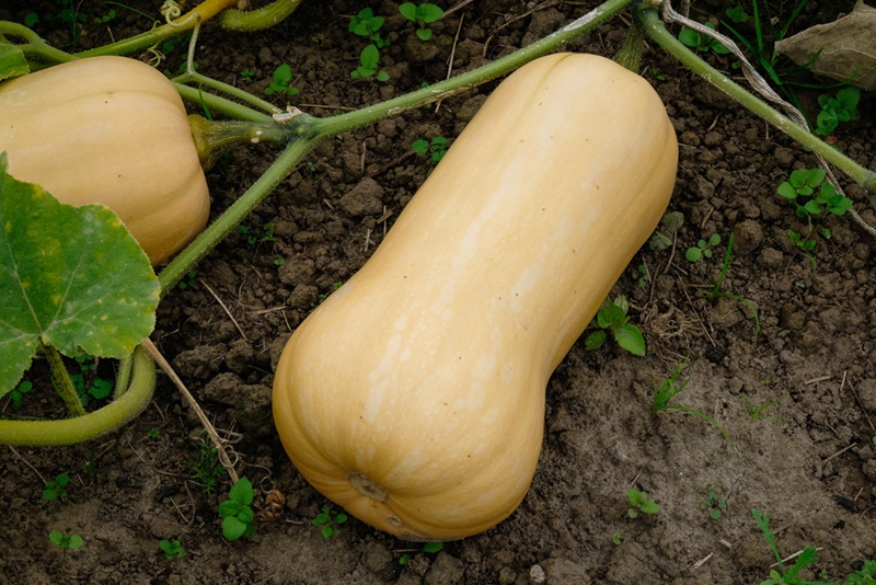 catalogus detail - Pompoen - Butternut