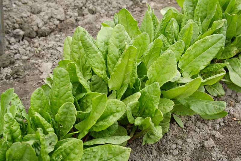 catalogus detail - Zuring - Van Belleville