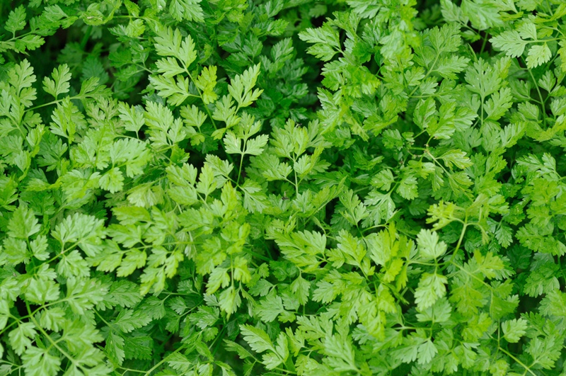 catalogus detail - Cerfeuil - Commun