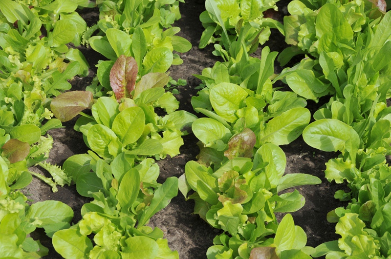 catalogus detail - Sla - Maxi mix