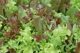 catalogus detail - Sla - Maxi mix