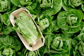 catalogus detail - Sla - Little Gem